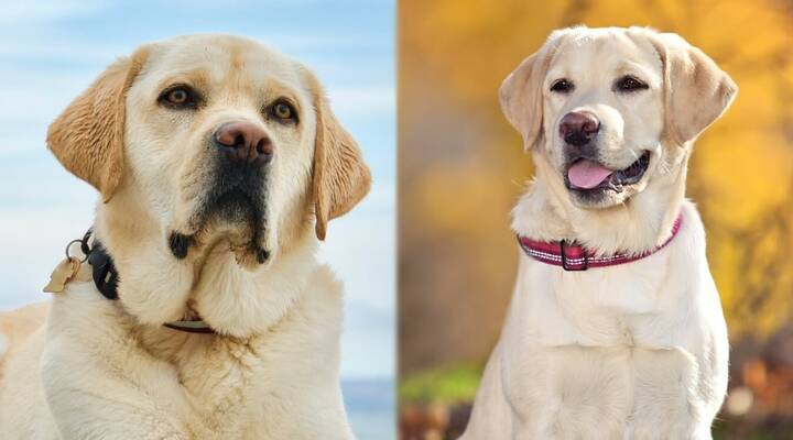 English Lab vs American Lab - PetsWows